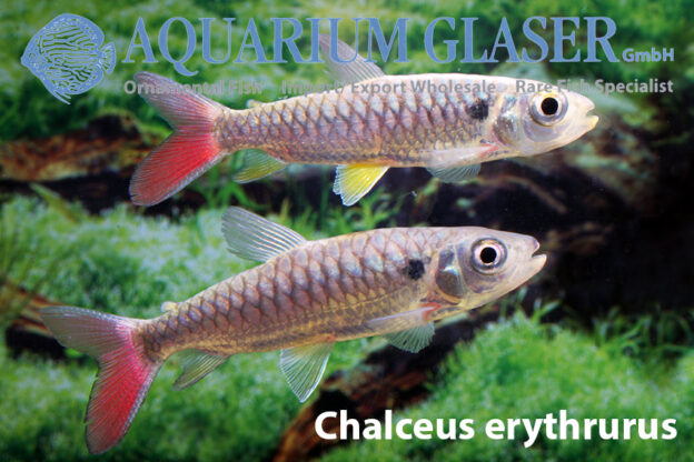 Chalceus erythrurus - Aquarium Glaser GmbH