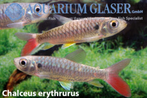 Chalceus erythrurus - Aquarium Glaser GmbH