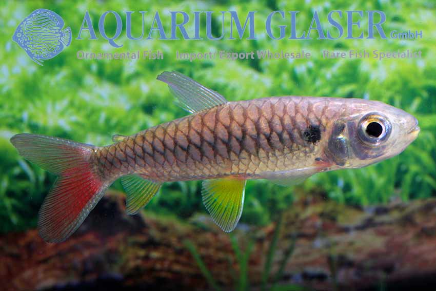 Chalceus erythrurus - Aquarium Glaser GmbH