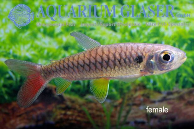 09. Characoids: tetra relationship - Page 3 of 5 - Aquarium Glaser GmbH