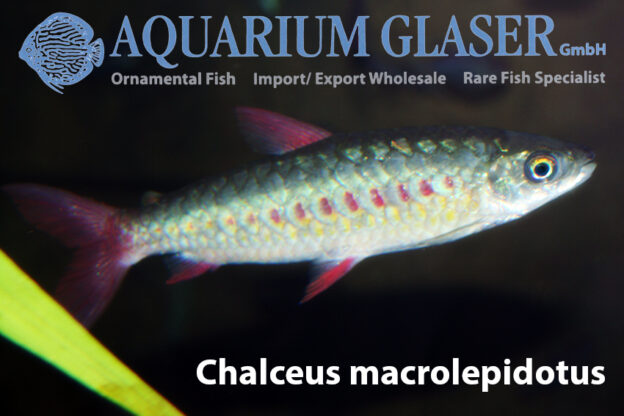 Chalceus erythrurus - Aquarium Glaser GmbH