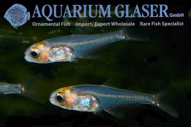 Cyanogaster cf. noctivaga - Aquarium Glaser GmbH