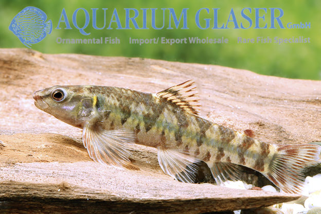 Characidium fasciatum (C. cf. pterostictum, P. sp. V) - Aquarium Glaser ...