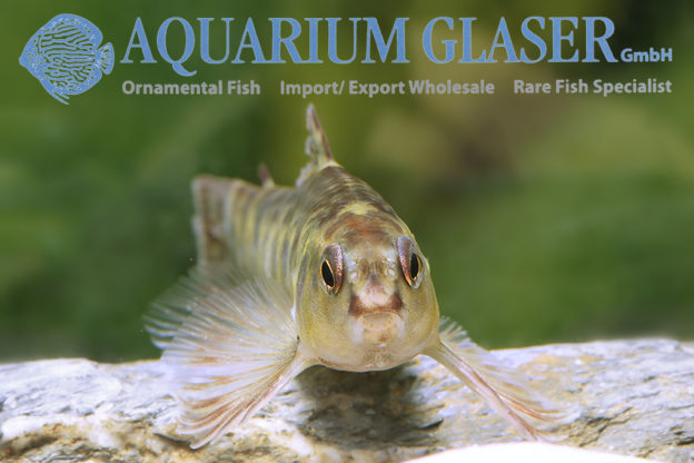 Characidium fasciatum (C. cf. pterostictum, P. sp. V) - Aquarium Glaser ...