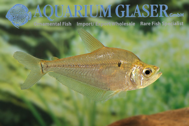 Charax cf. michaeli - Aquarium Glaser GmbH