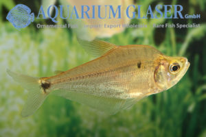 Charax cf. michaeli - Aquarium Glaser GmbH