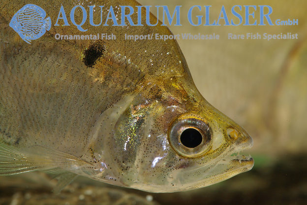 Charax cf. michaeli - Aquarium Glaser GmbH
