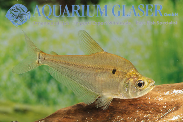 Charax cf. michaeli - Aquarium Glaser GmbH