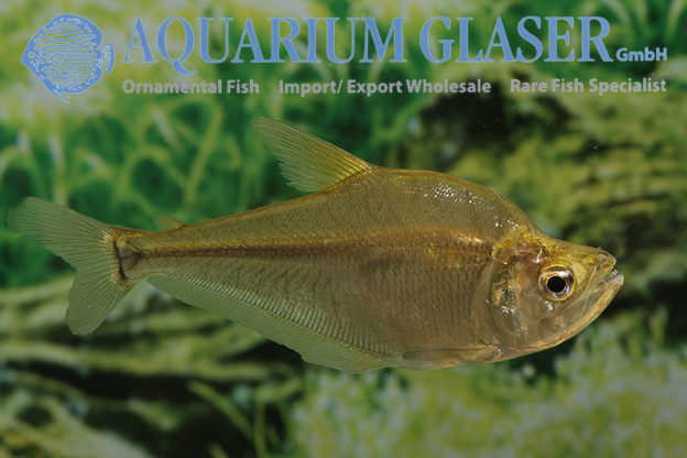 Charax cf. michaeli - Aquarium Glaser GmbH