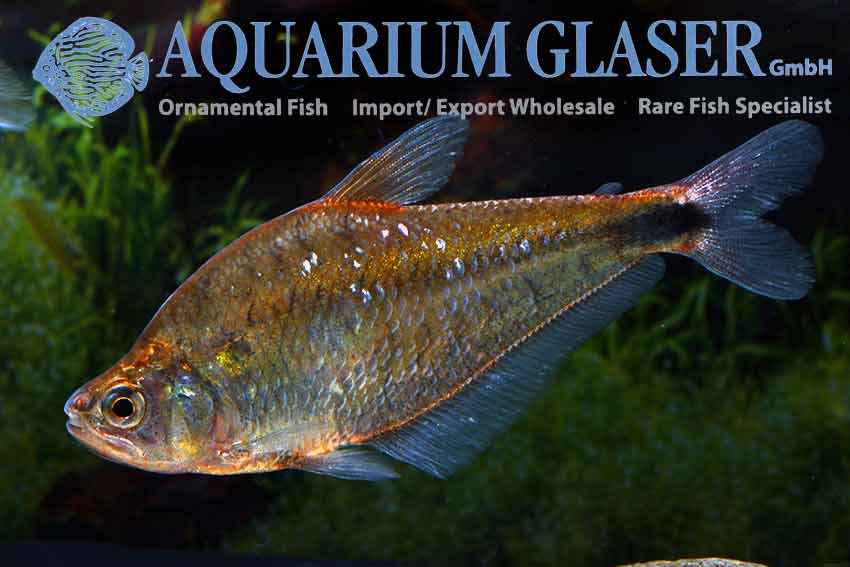 Charax stenopterus - Aquarium Glaser GmbH