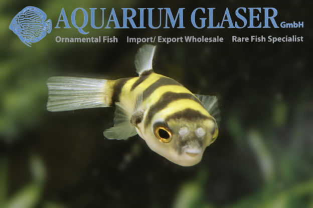 Colomesus asellus - Aquarium Glaser GmbH