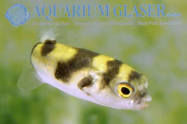 Colomesus asellus - Aquarium Glaser GmbH