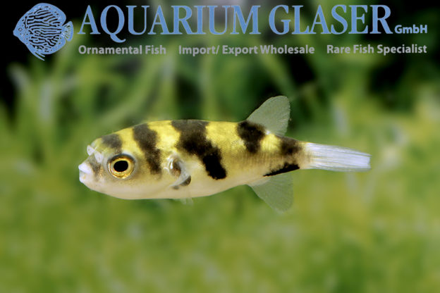 Colomesus asellus - Aquarium Glaser GmbH
