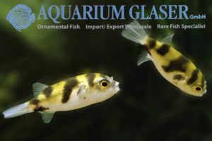Colomesus asellus - Aquarium Glaser GmbH