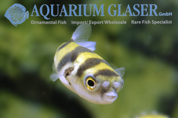 27. Puffers - Aquarium Glaser GmbH