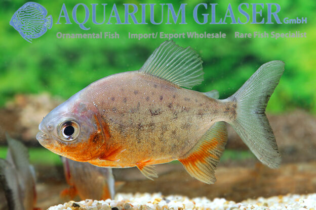 Piaractus brachypomus - Aquarium Glaser GmbH
