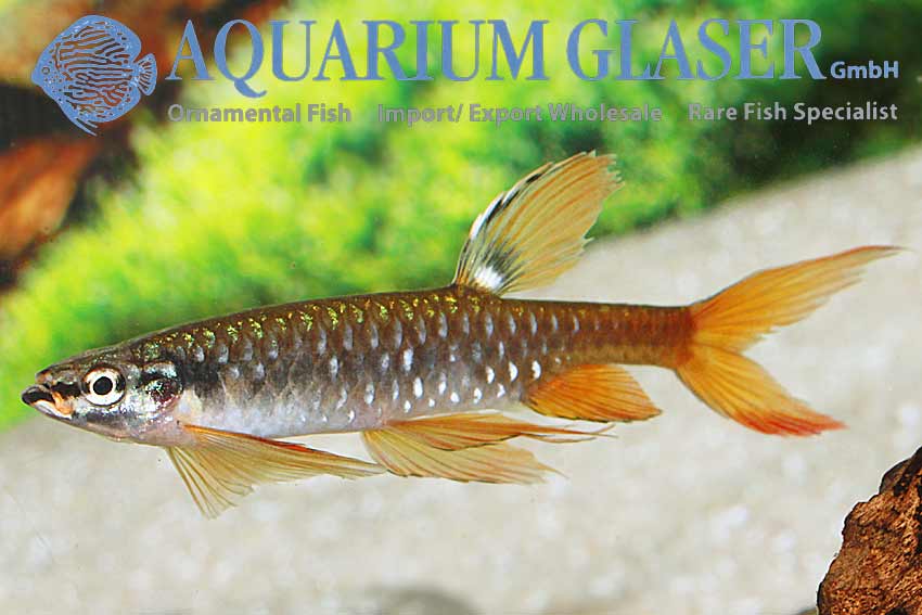 Copella arnoldi - Aquarium Glaser GmbH