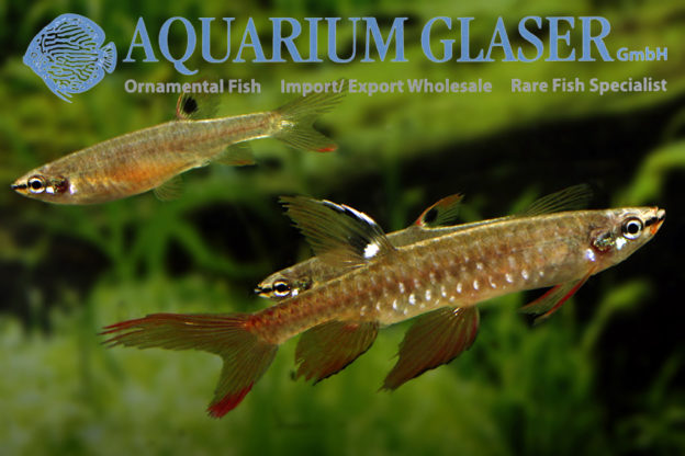 Copella arnoldi - Aquarium Glaser GmbH