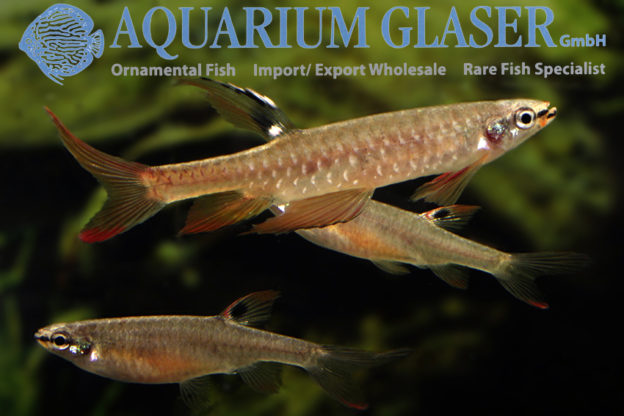 Copella arnoldi - Aquarium Glaser GmbH