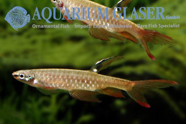Copella arnoldi - Aquarium Glaser GmbH