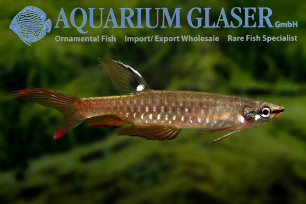 Copella arnoldi - Aquarium Glaser GmbH