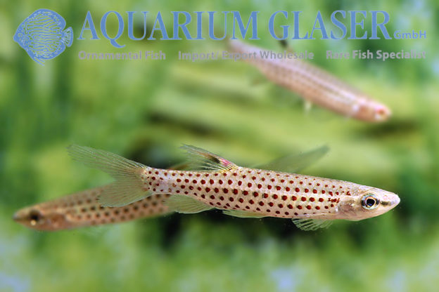 Copella meinkeni - Aquarium Glaser GmbH