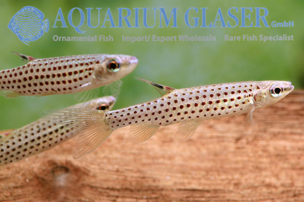 Copella meinkeni - Aquarium Glaser GmbH