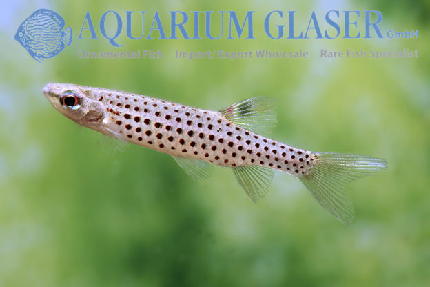 Copella meinkeni - Aquarium Glaser GmbH