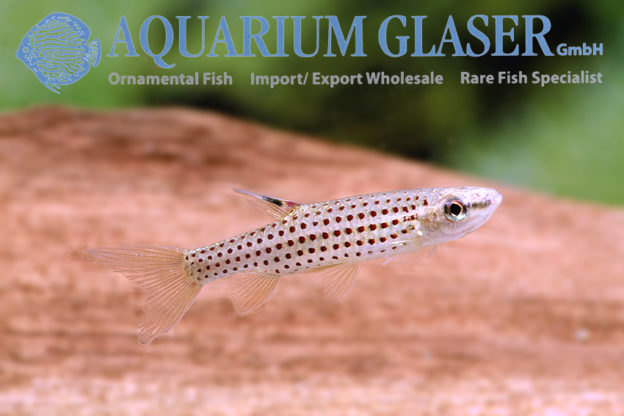 Copella meinkeni - Aquarium Glaser GmbH