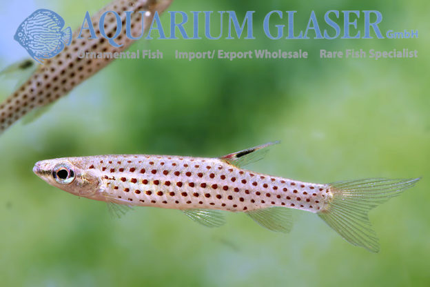 Copella meinkeni - Aquarium Glaser GmbH