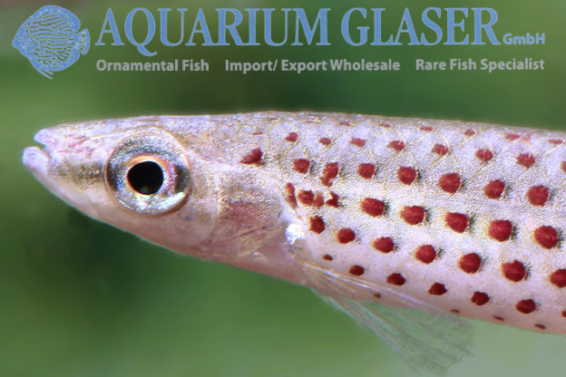 Copella meinkeni - Aquarium Glaser GmbH