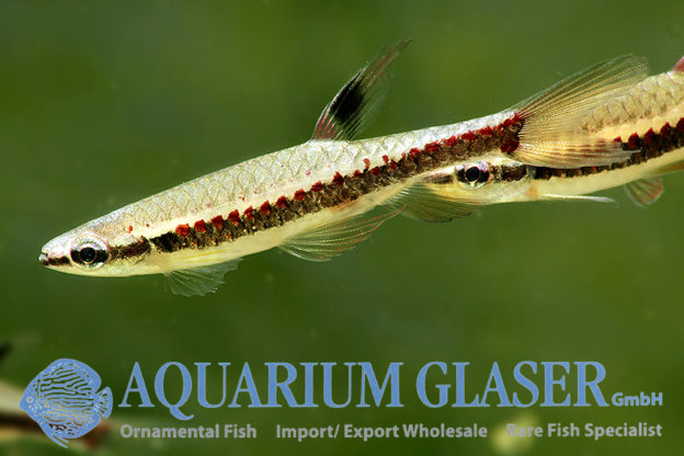 Copella - Aquarium Glaser GmbH