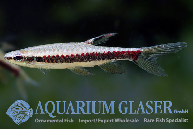 Copella nattereri - Aquarium Glaser GmbH