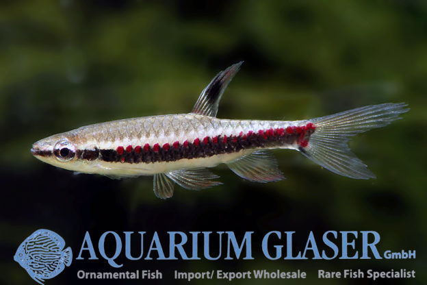 Copella nattereri - Aquarium Glaser GmbH