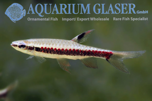 Copella nattereri - Aquarium Glaser GmbH