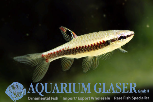 Copella - Aquarium Glaser GmbH