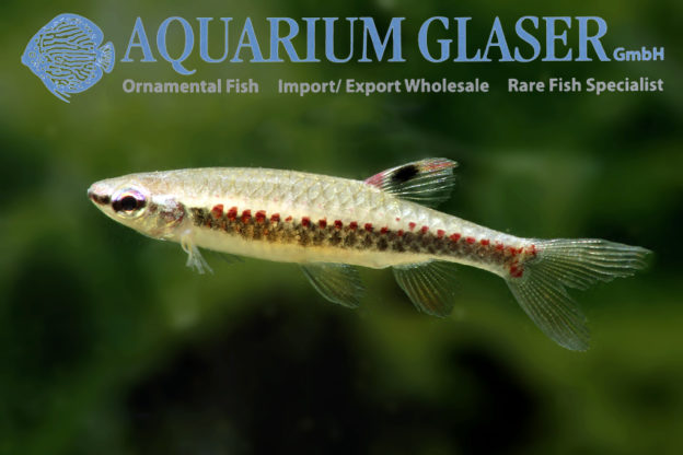 Copella nattereri - Aquarium Glaser GmbH