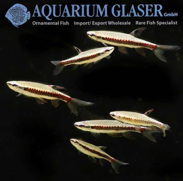 Copella nattereri - Aquarium Glaser GmbH