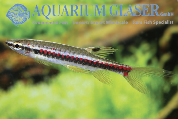 Copella nattereri - Aquarium Glaser GmbH