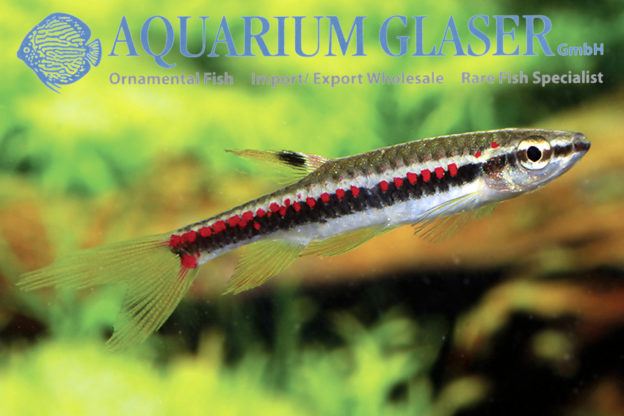 Copella - Aquarium Glaser GmbH