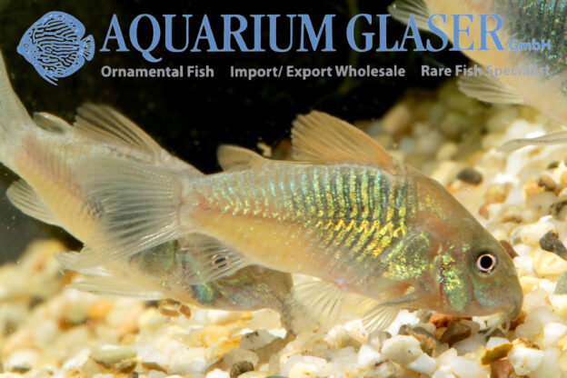 Corydoras sp. aff. aeneus "CW26" - Aquarium Glaser GmbH