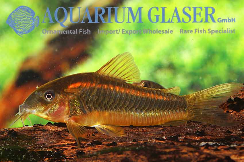 Corydoras sp. Neon Red Stripe - Aquarium Glaser GmbH