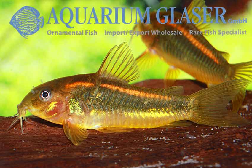 Rare species of Corydoras available again! - Aquarium Glaser GmbH