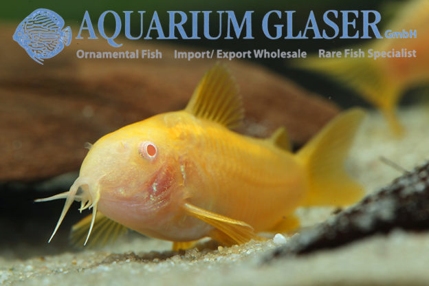 Corydoras sp. aff. aeneus Neon Goldstripe Albino - Aquarium Glaser GmbH