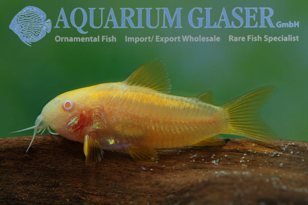 Corydoras sp. aff. aeneus Neon Goldstripe Albino - Aquarium Glaser GmbH