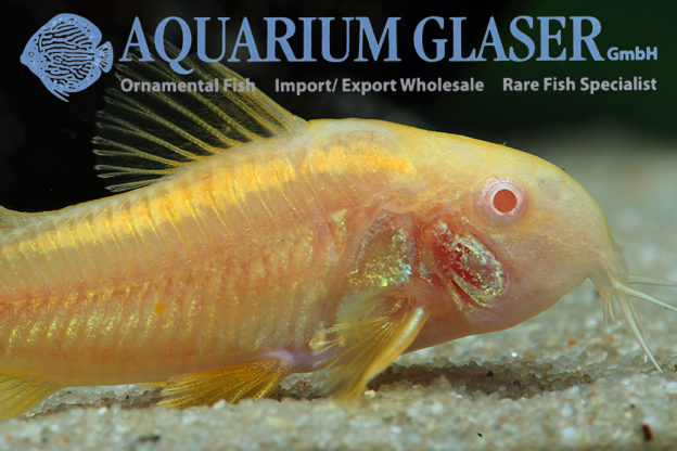 Corydoras sp. aff. aeneus Neon Goldstripe Albino - Aquarium Glaser GmbH