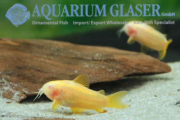 Corydoras sp. aff. aeneus Neon Goldstripe Albino - Aquarium Glaser GmbH