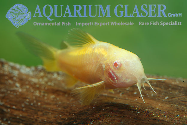 Corydoras sp. aff. aeneus Neon Goldstripe Albino - Aquarium Glaser GmbH