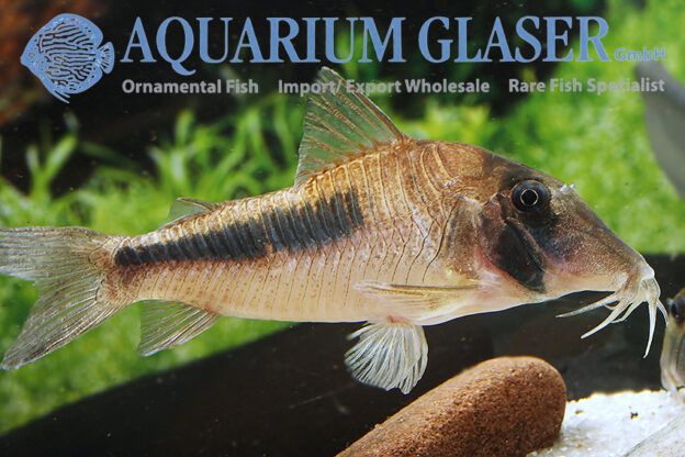 Corydoras amapaensis - Aquarium Glaser GmbH