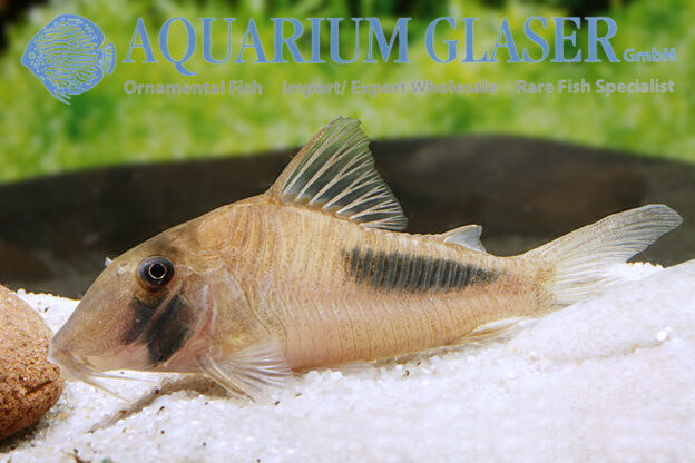 Corydoras amapaensis - Aquarium Glaser GmbH